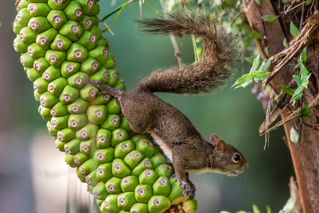 Brazilian Squirrel (Sciurus brasiliensis) - Know Your Mammals