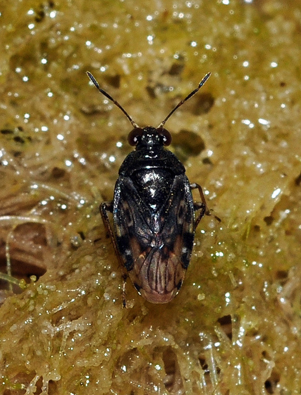 Saldula palustris (Madeira True Bugs) · iNaturalist