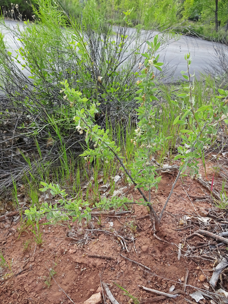 Pale wolfberry (Plants of the Middle Rio Grande Bosque) · iNaturalist