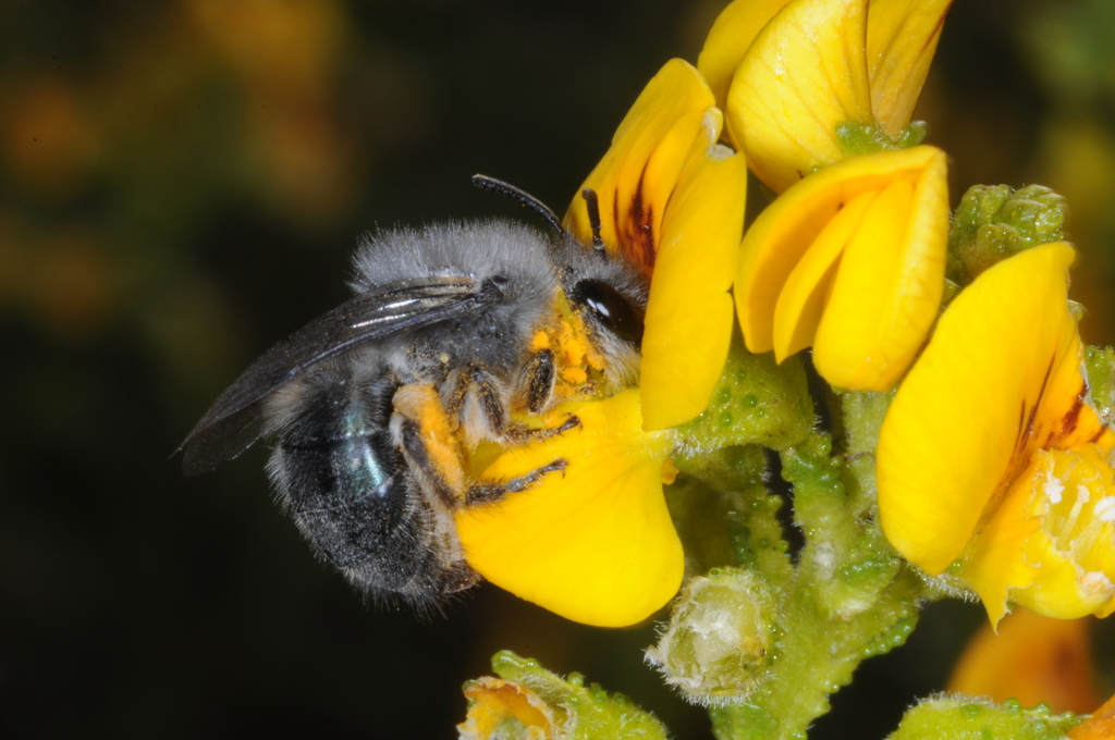 Colletes cyanescens (Insectos en huertas y jardines de Bariloche ...