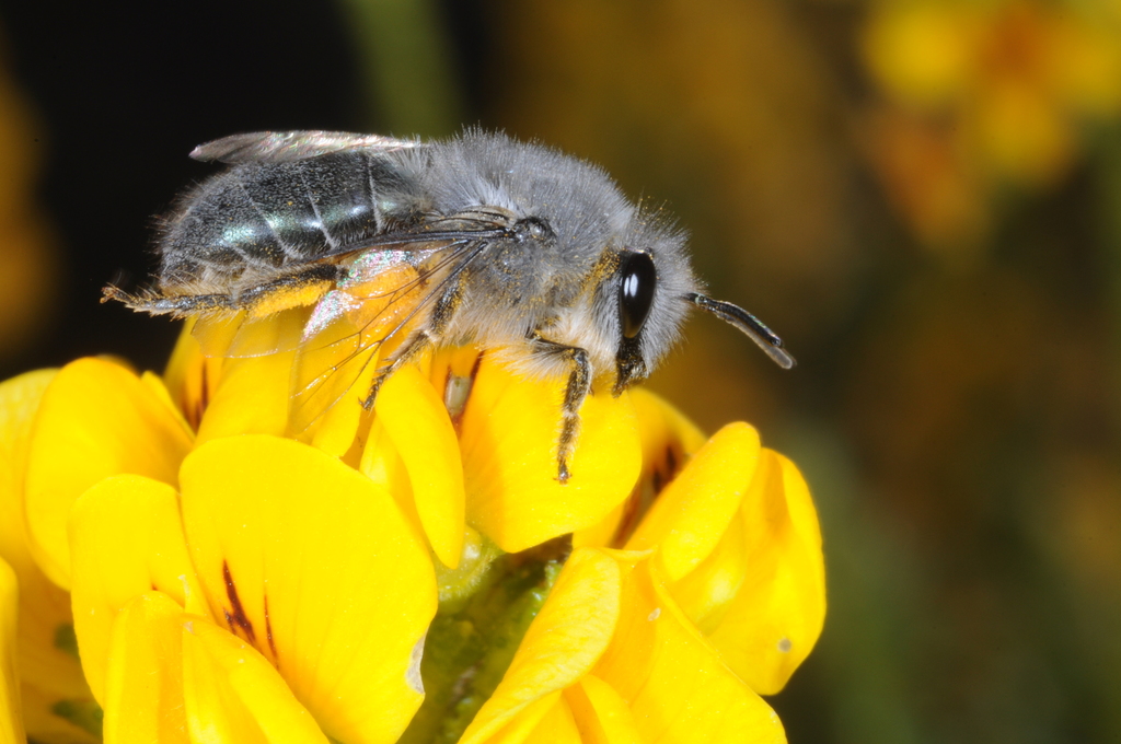 Colletes cyanescens (Insectos en huertas y jardines de Bariloche ...