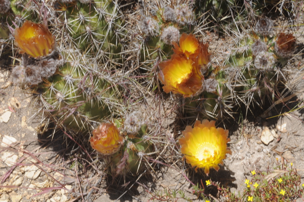 Austrocactus coxii (CHILE CHICO PLANTS) · iNaturalist