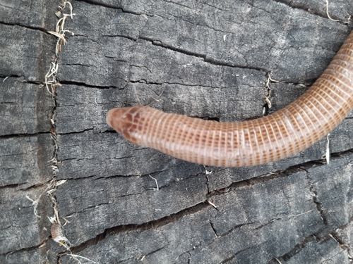 Darwin's Ringed Worm Lizard (Amphisbaena darwinii) - Snakes and Lizards