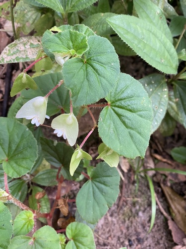 Shining begonia (Begonia humilis)
