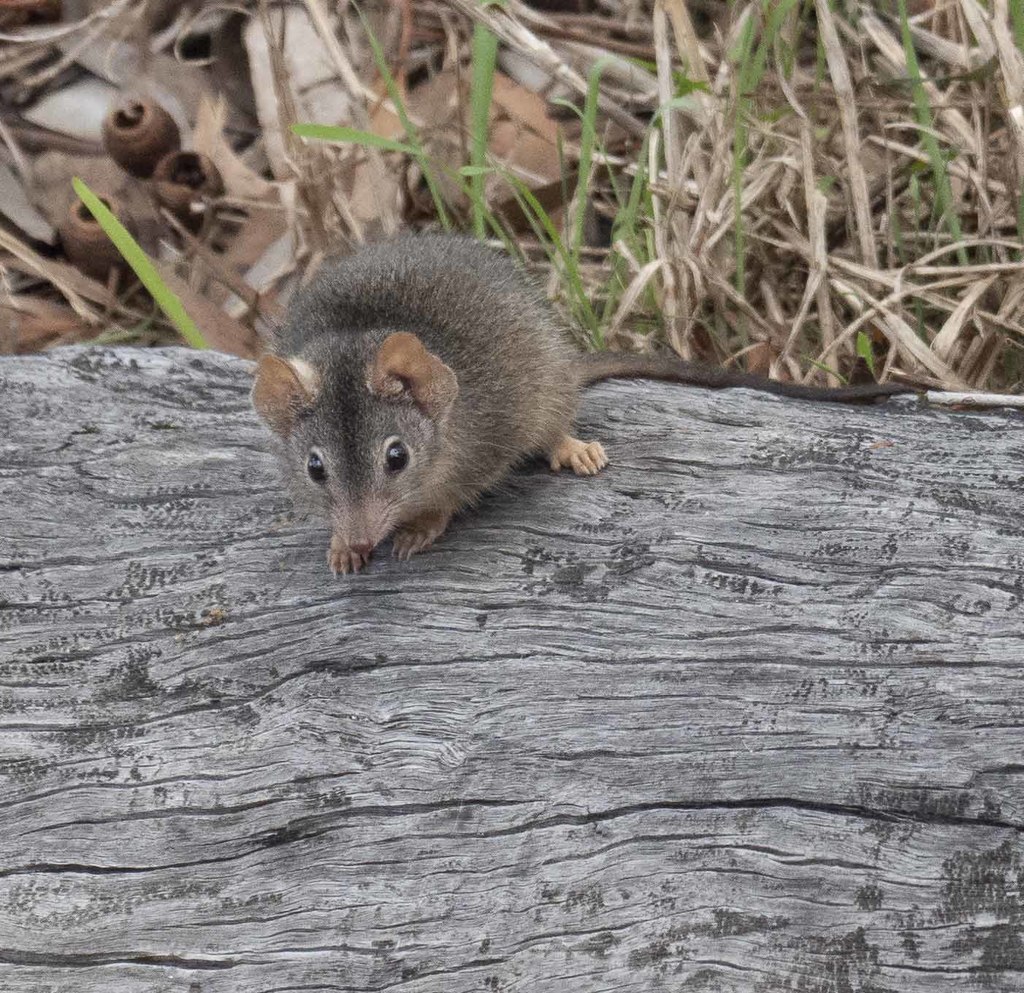Antechinuses (Antechinus) - Know Your Mammals