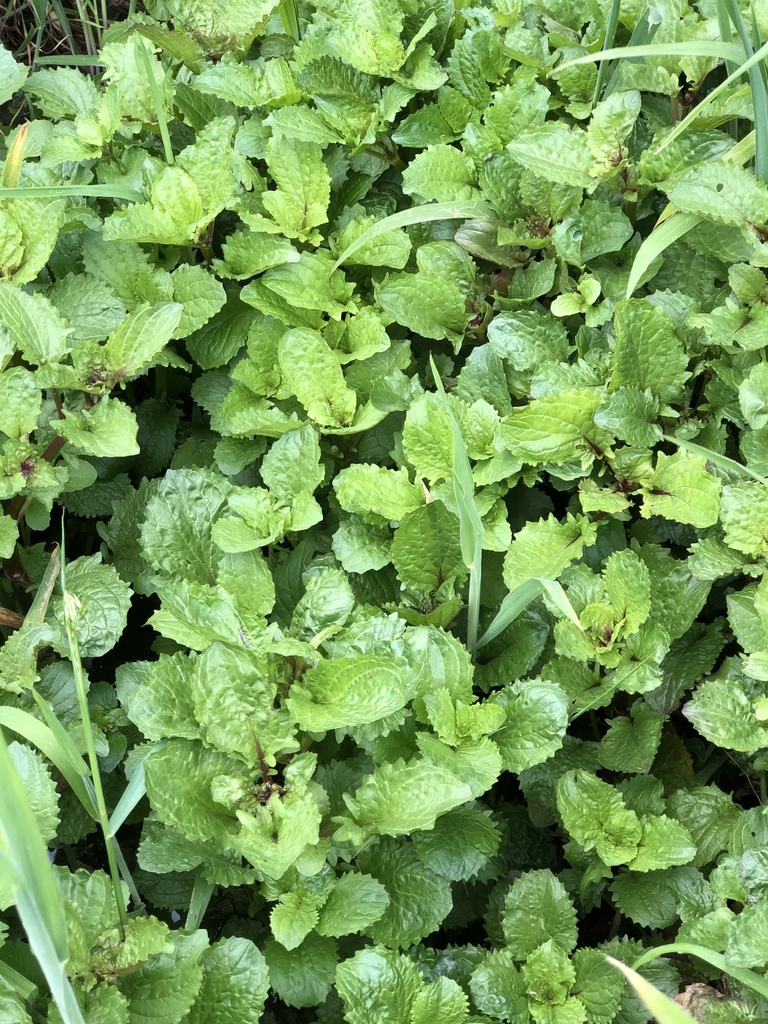 seep monkeyflower from Weedons Road, Rolleston, Canterbury, NZ on ...
