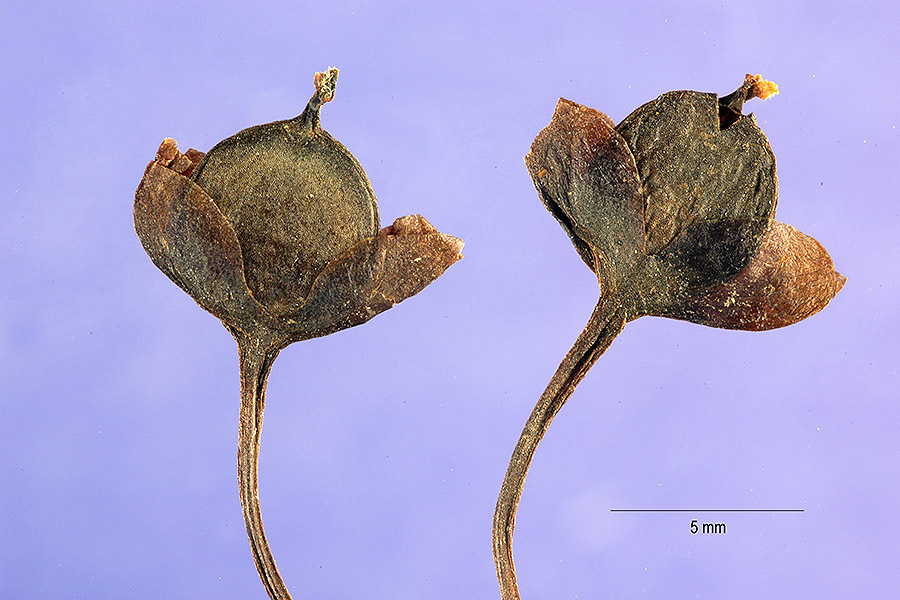 common bladderwort ((Most) Wildflowers of Sagehen Creek Basin, CA ...
