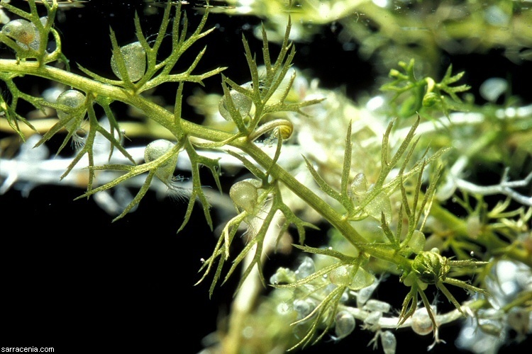 common bladderwort ((Most) Wildflowers of Sagehen Creek Basin, CA ...