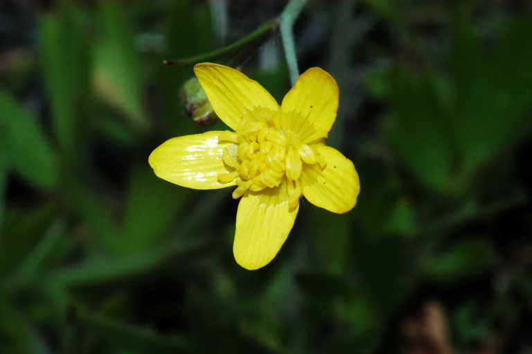 Bird's-food Buttercup ((Most) Wildflowers of Sagehen Creek Basin, CA ...