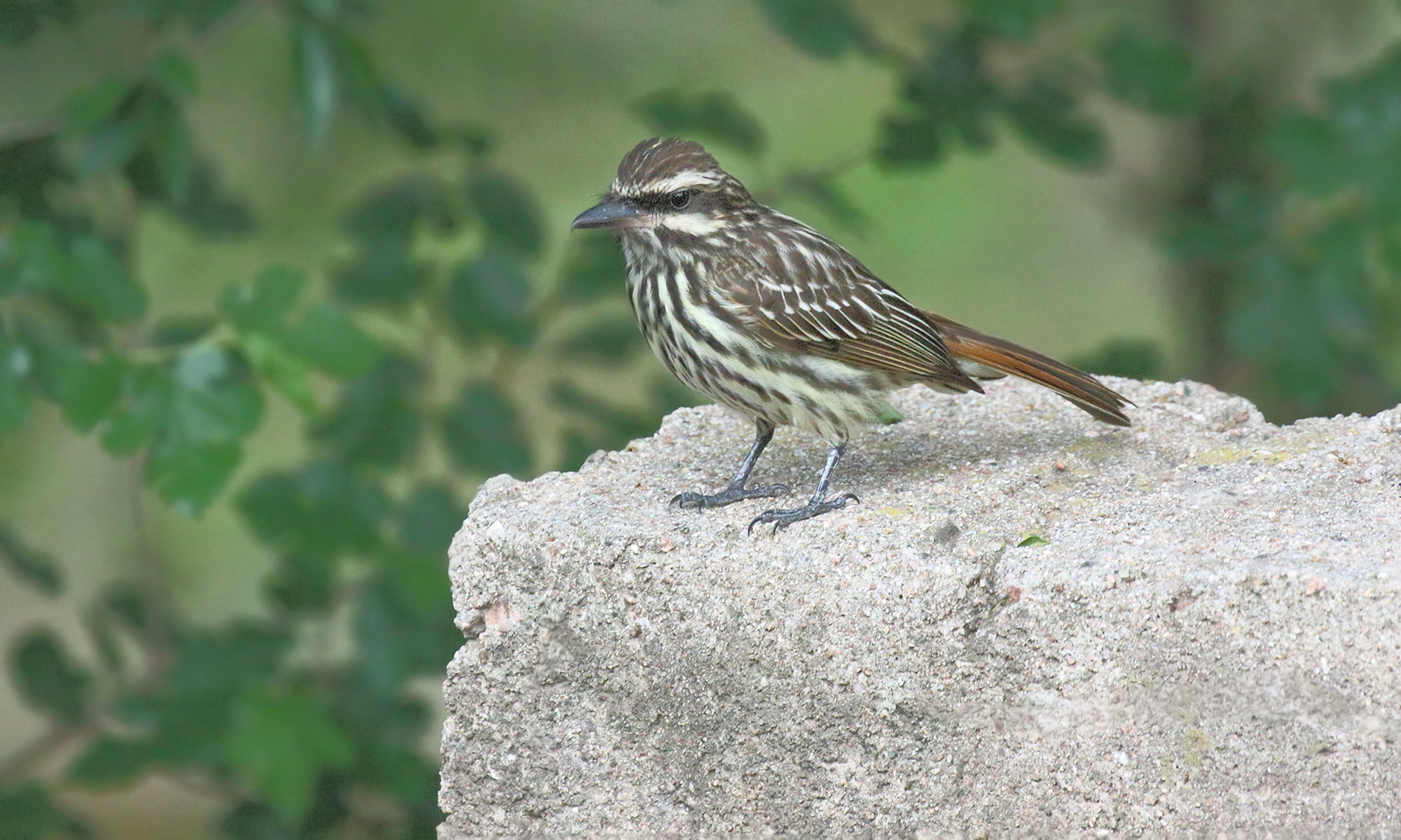 Myiodynastes maculatus solitarius (Vieillot, 1819)