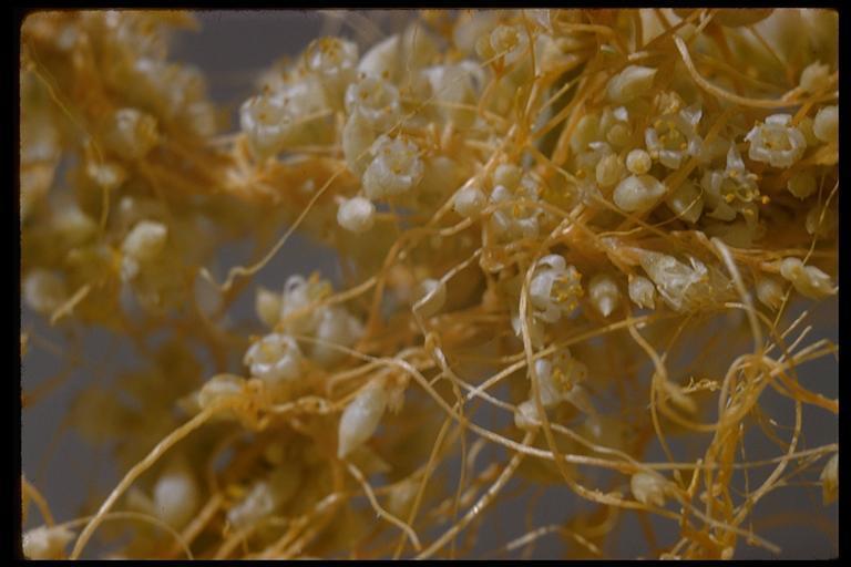 California dodder ((Most) Wildflowers of Sagehen Creek Basin, CA ...