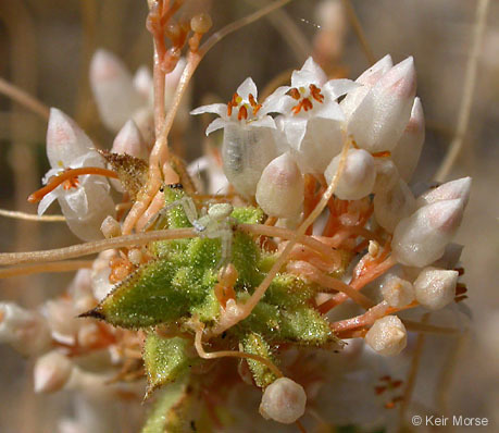 California dodder ((Most) Wildflowers of Sagehen Creek Basin, CA ...
