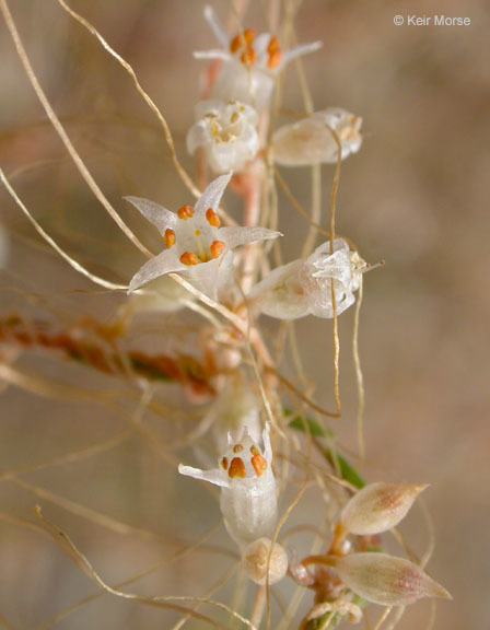California dodder ((Most) Wildflowers of Sagehen Creek Basin, CA ...