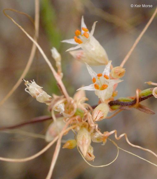 California dodder ((Most) Wildflowers of Sagehen Creek Basin, CA ...
