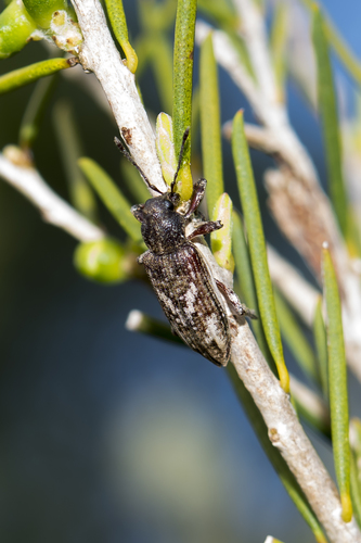 Pelororhinus angustatus · iNaturalist