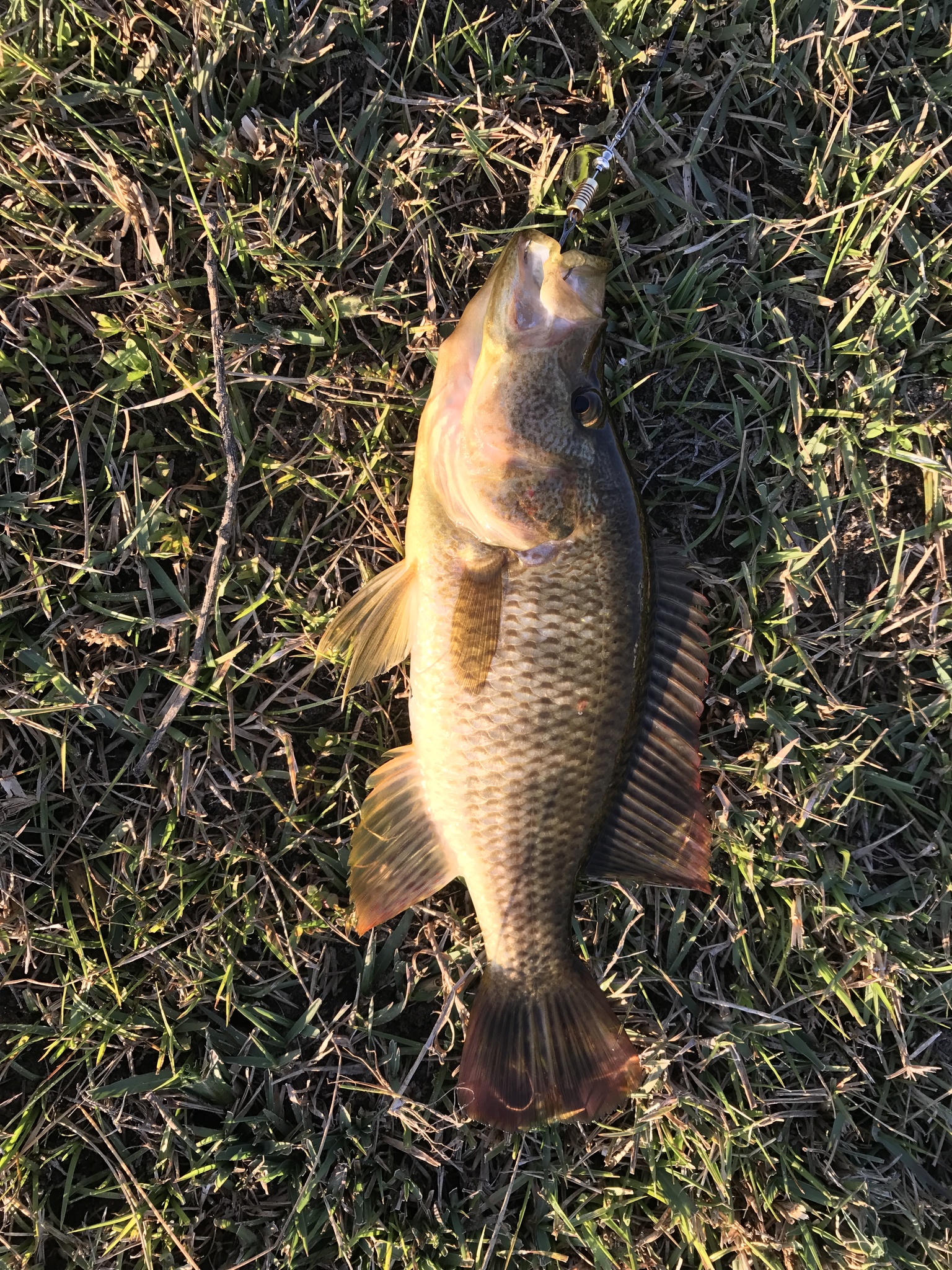 Serranochromis angusticeps (Boulenger, 1907)