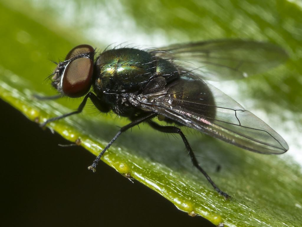 Pyrellia from Geeveston TAS 7116, Australia on November 15, 2020 at 01: ...