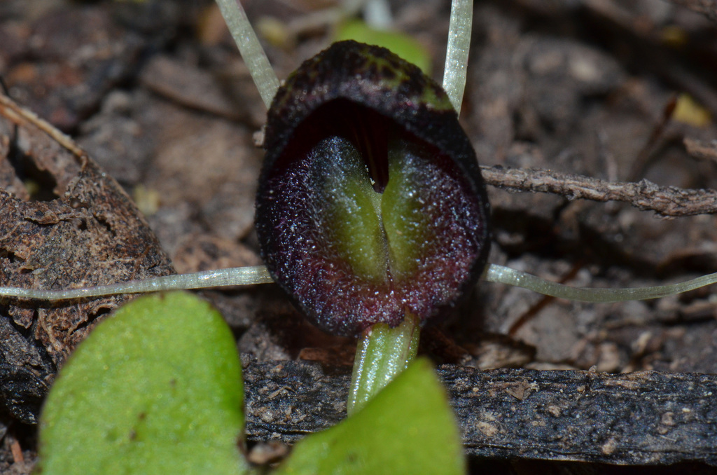Corybas obscurus from Tararua Forest Park, New Zealand on October 17 ...