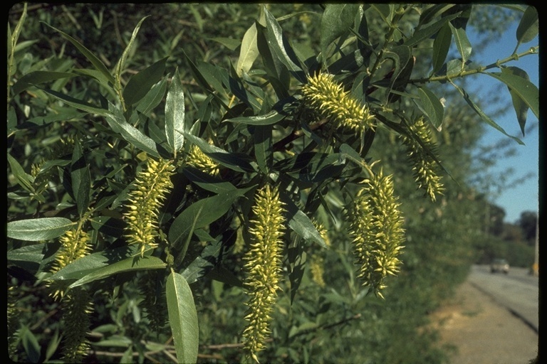 Salix lasiandra var. lasiandra (Trees of Quail Hollow Ranch Park ...
