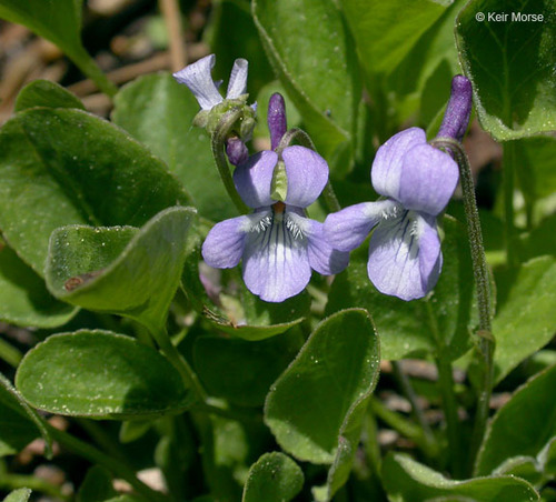 sand violet ((Most) Wildflowers of Sagehen Creek Basin, CA) · iNaturalist