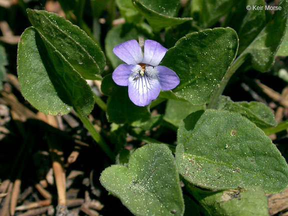 sand violet ((Most) Wildflowers of Sagehen Creek Basin, CA) · iNaturalist