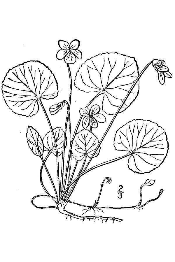 smooth white violet ((Most) Wildflowers of Sagehen Creek Basin, CA ...