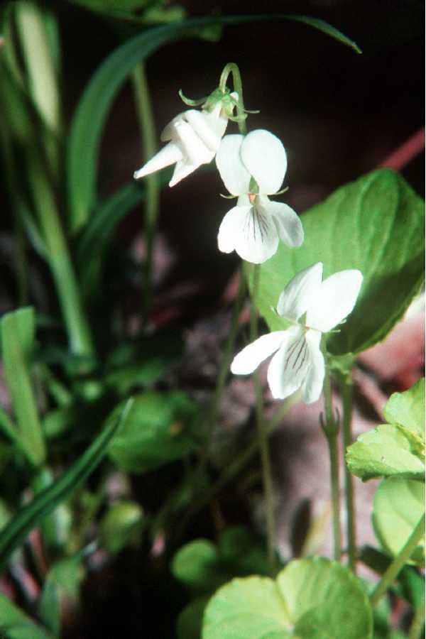 smooth white violet ((Most) Wildflowers of Sagehen Creek Basin, CA ...
