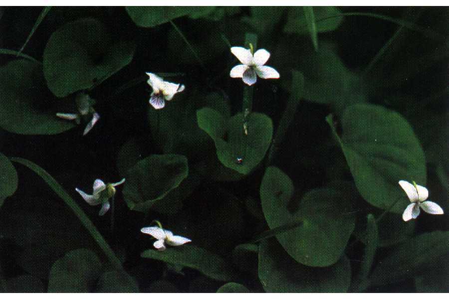 smooth white violet ((Most) Wildflowers of Sagehen Creek Basin, CA ...