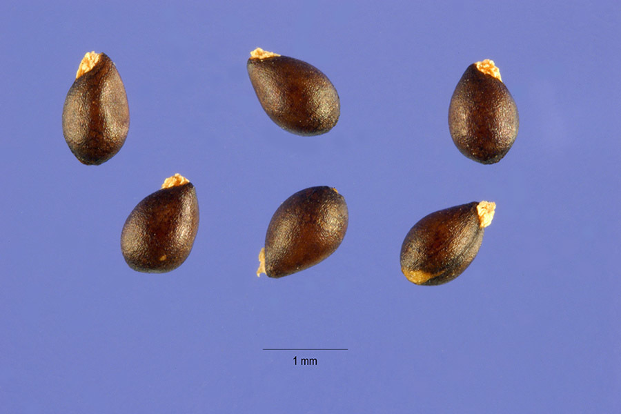 smooth white violet ((Most) Wildflowers of Sagehen Creek Basin, CA ...