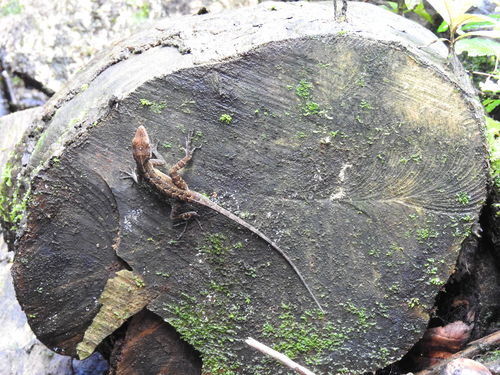 Dominican Anole (Anolis oculatus) - Snakes and Lizards