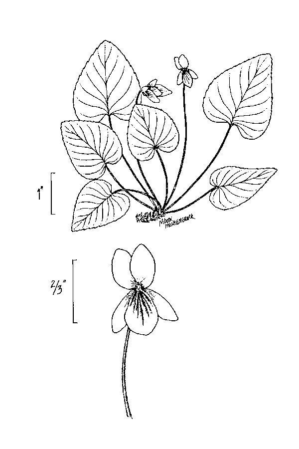 smooth white violet ((Most) Wildflowers of Sagehen Creek Basin, CA ...