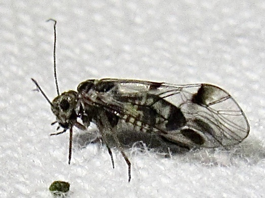 Common Barklice from 1414 Larkwood Dr., Austin, Texas, 78723 on ...