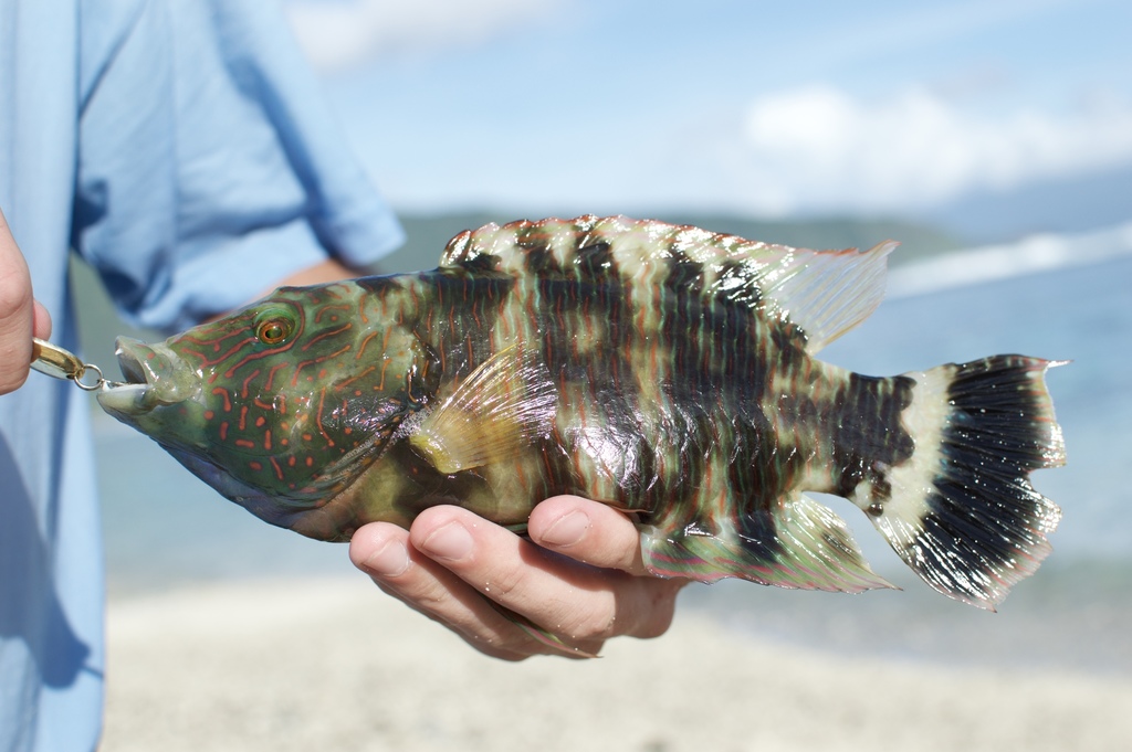 Tripletail Maori Wrasse from South Pacific Ocean on December 2, 2015 at ...
