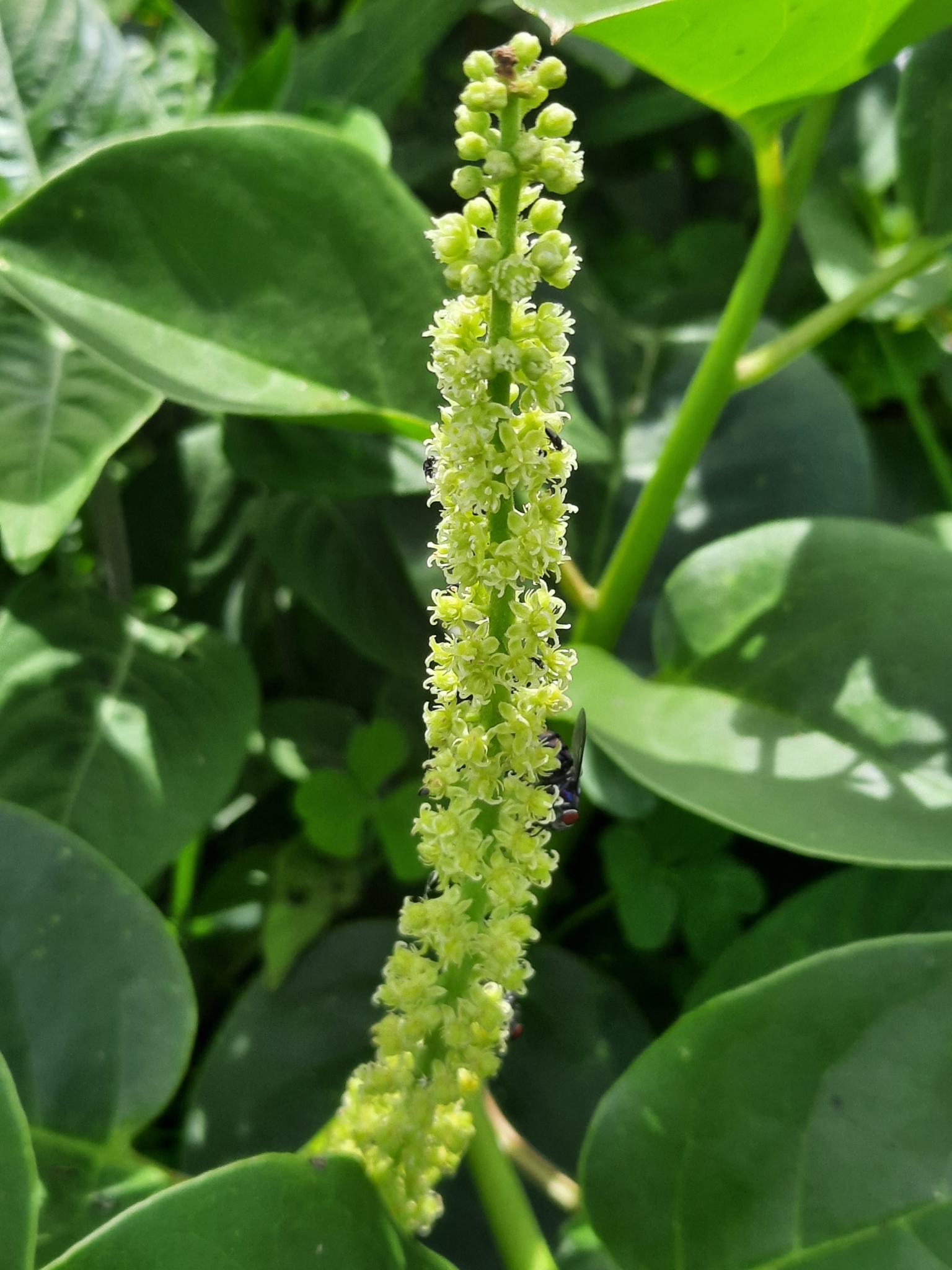 Phytolacca dodecandra L'Hér.