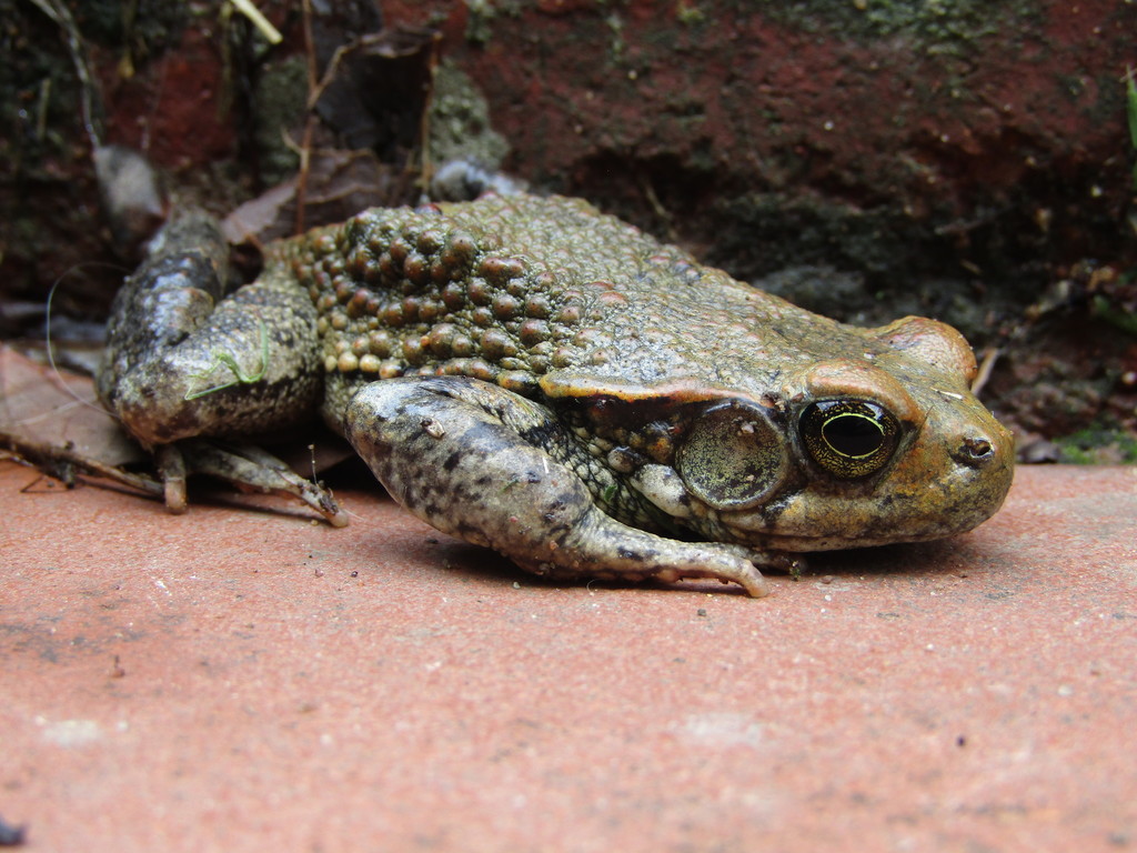 African Red Toad from 1 Lange St, The Wolds, New Germany, 3610, South ...