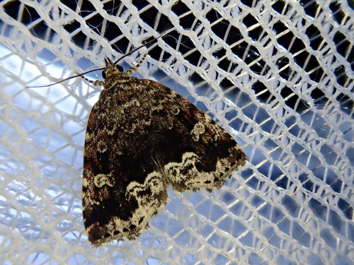 Sugia erastroides · iNaturalist