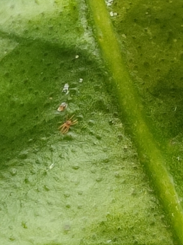 Genus Eutetranychus · iNaturalist
