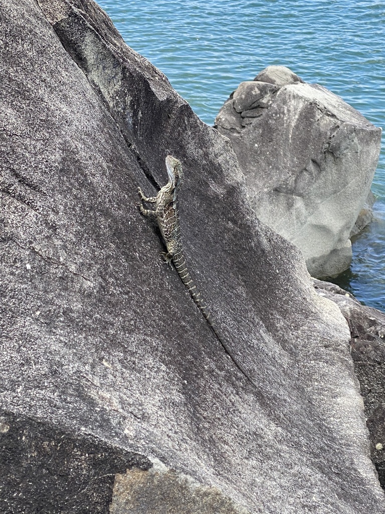Eastern Water Dragon from Clarence River, Yamba, NSW, AU on November 18 ...