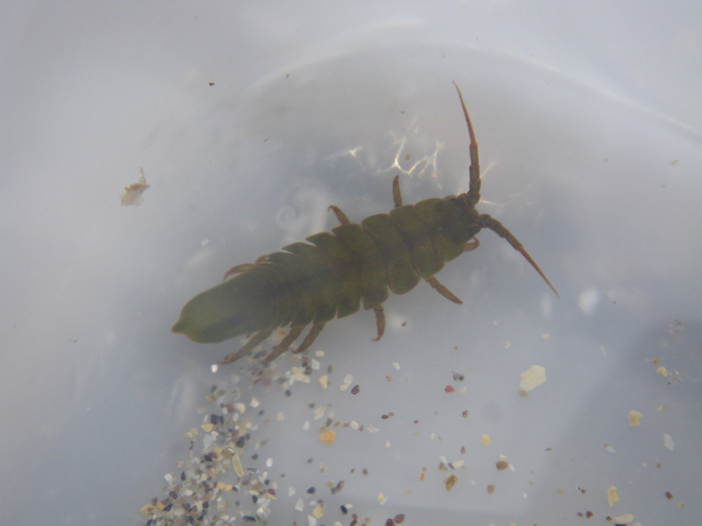 Idotea granulosa from Wembury, Blackstone Rocks on May 8, 2009 at 12:28 ...