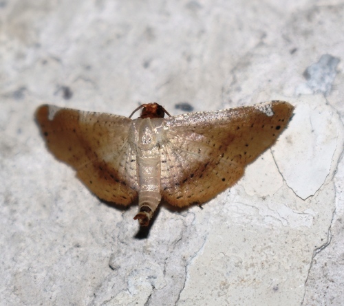 Calindoea comparalis · iNaturalist