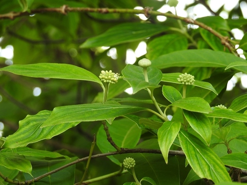 Xochilcorona (Cornus disciflora)