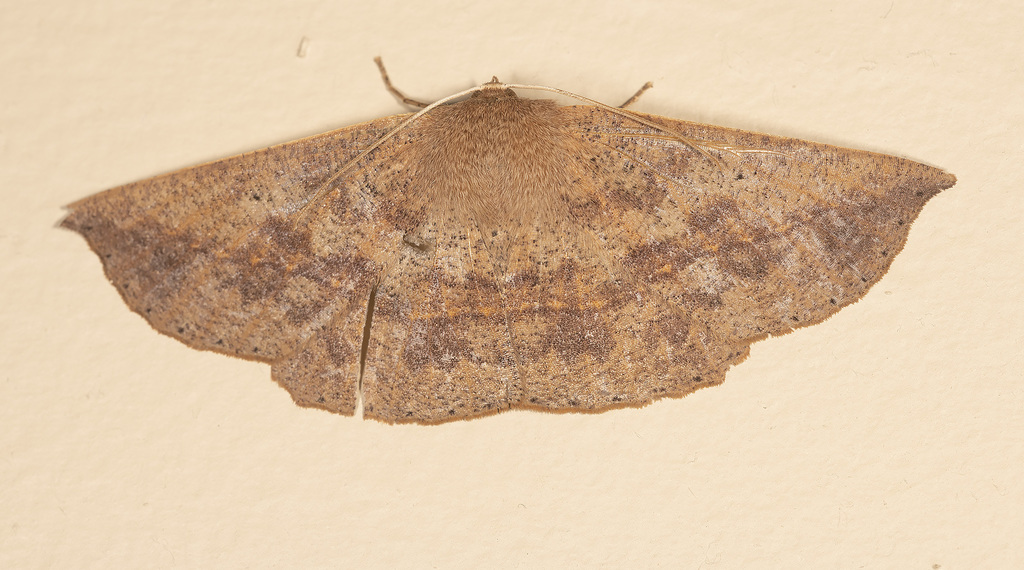 Dry Leaf Looper Moth from Corinna TAS 7321, Australia on November 13 ...