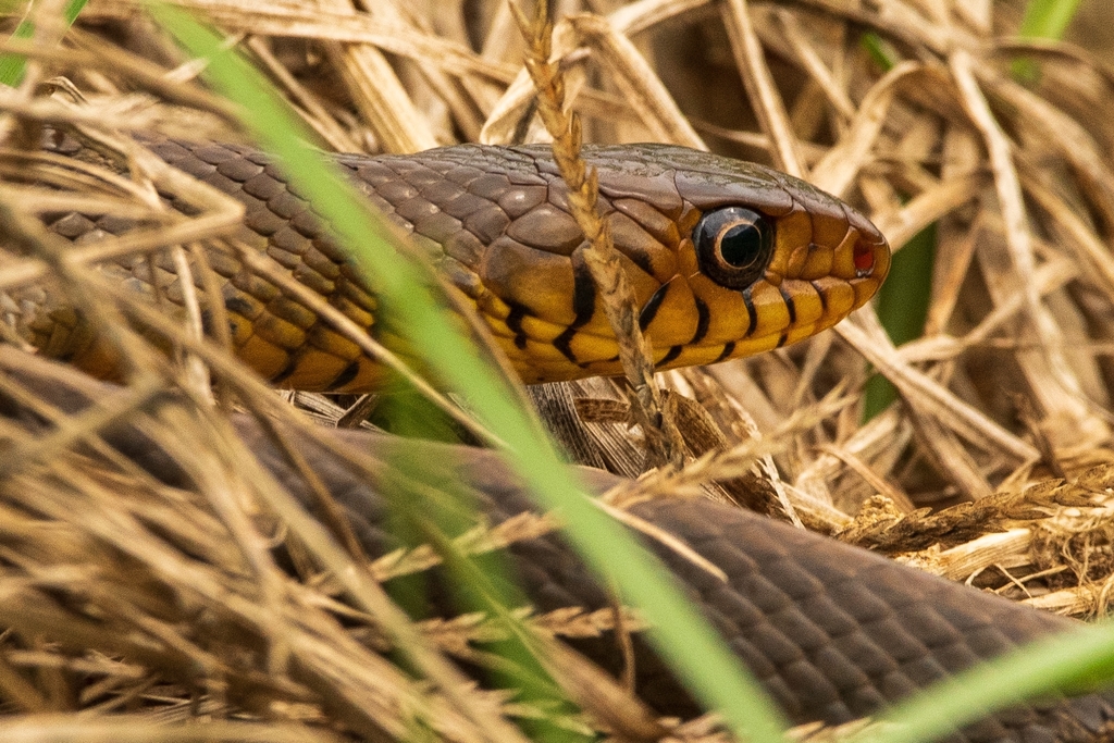 Oriental Rat Snake in November 2020 by Harshad Sharma · iNaturalist