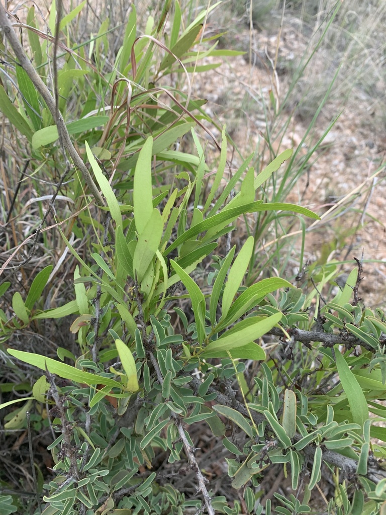 Steelpoort Guarri from LP, ZA on November 17, 2020 at 02:15 PM by Troos ...