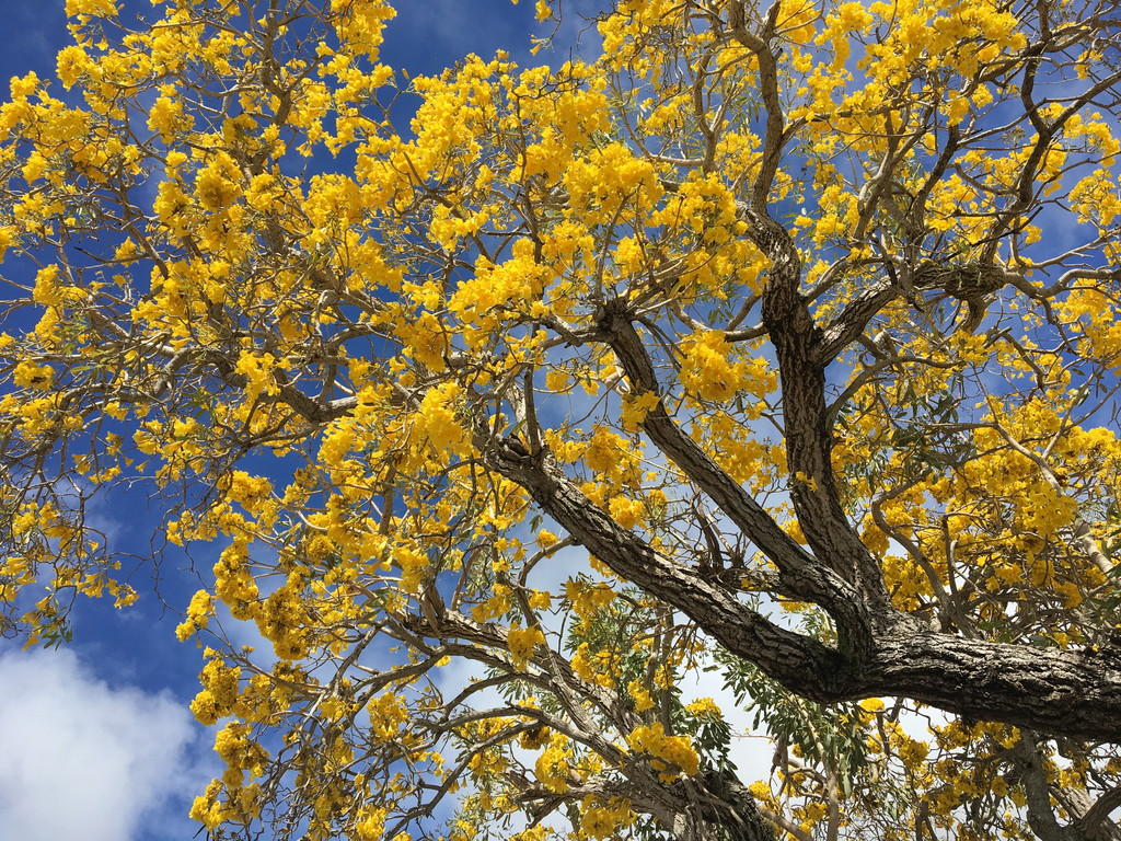 Yellow Trumpet-tree (Tabebuia aurea) - Botanical Realm