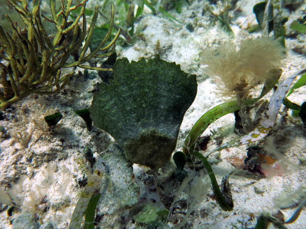 Mermaid's Fan (Udotea) - Botanical Realm