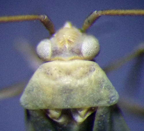 Orthotylus nassatus · iNaturalist