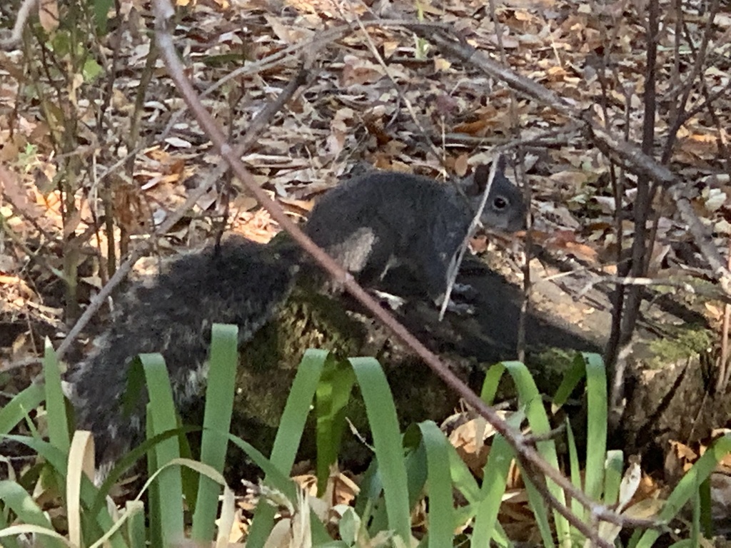 Western Gray Squirrel in November 2020 by Scott Loarie · iNaturalist