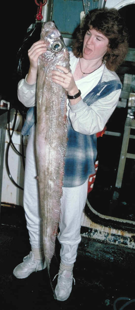 Ribbonfishes (Trachipteridae) - Marine Life Identification