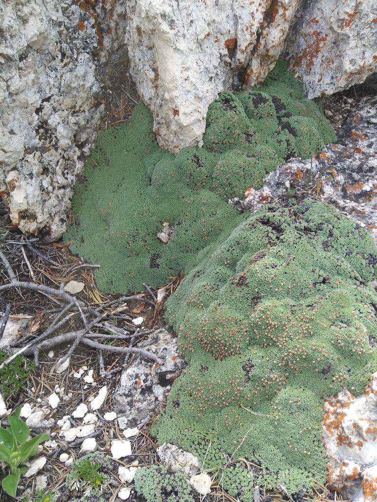 Oneflower Kelseya from Carbon County, MT, USA on June 07, 2020 at 03:05 ...